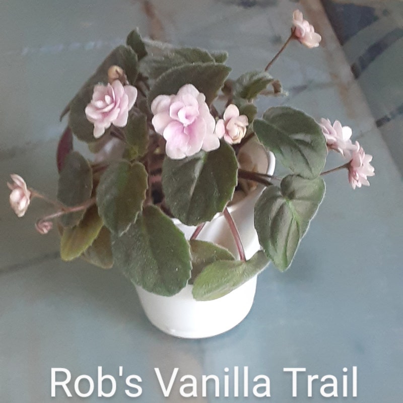 Trailing African Violet - Etsy
