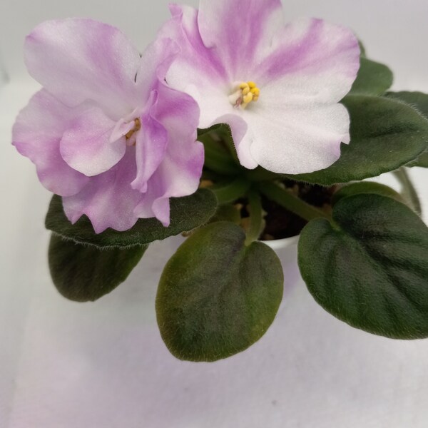 Hunters African Violet - Etsy