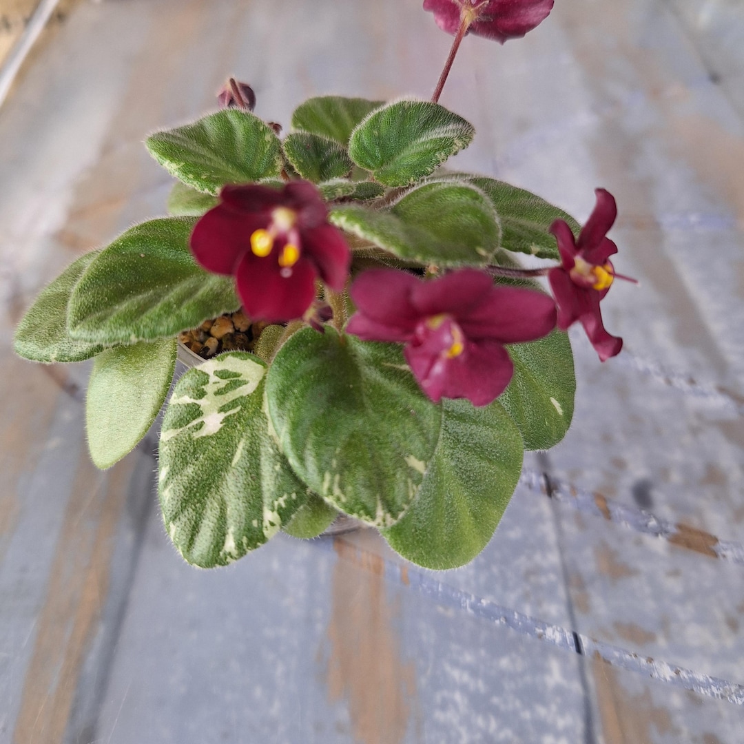 Mac's Mesmerizing Meteor African Violet STARTER PLANT Semiminiature ...