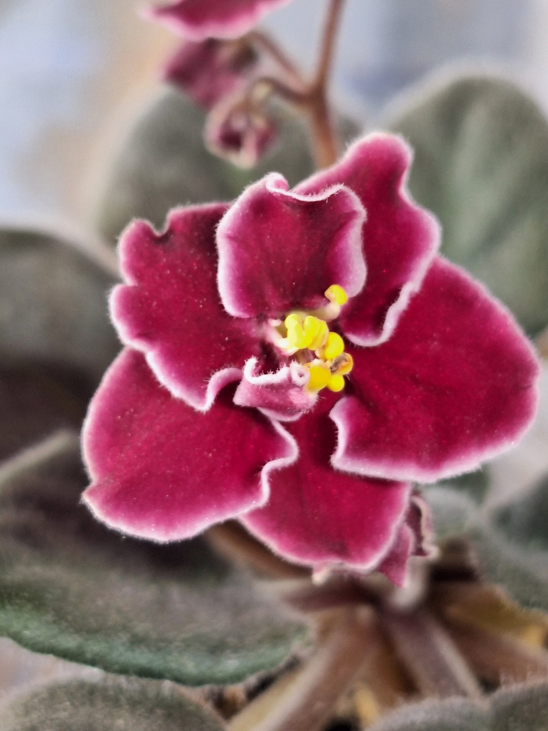 Standard African Violet Bob Serbin Starter Plant - Etsy