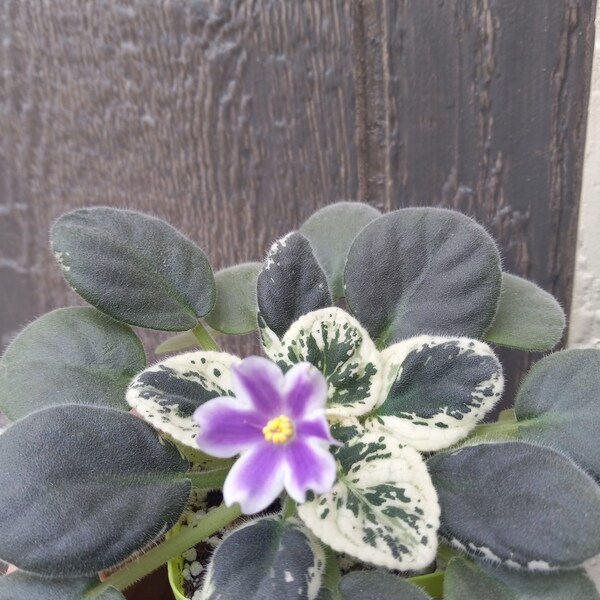 White African Violet Leaf - Etsy