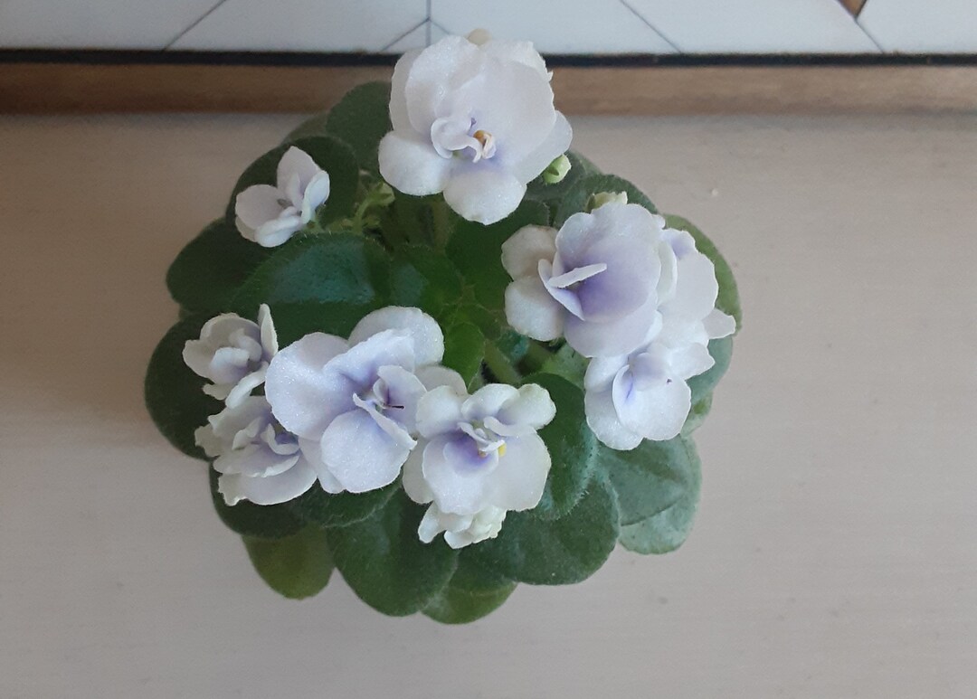 Jolly Orchid Miniature African Violet Starter Plant - Etsy