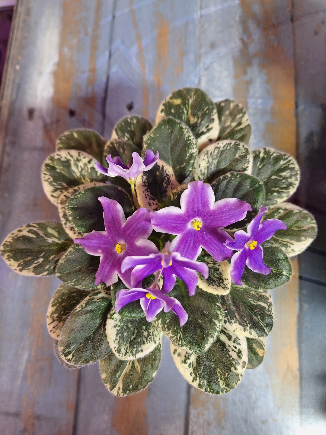 K's Simply Put Starter Plant (standard) - Etsy