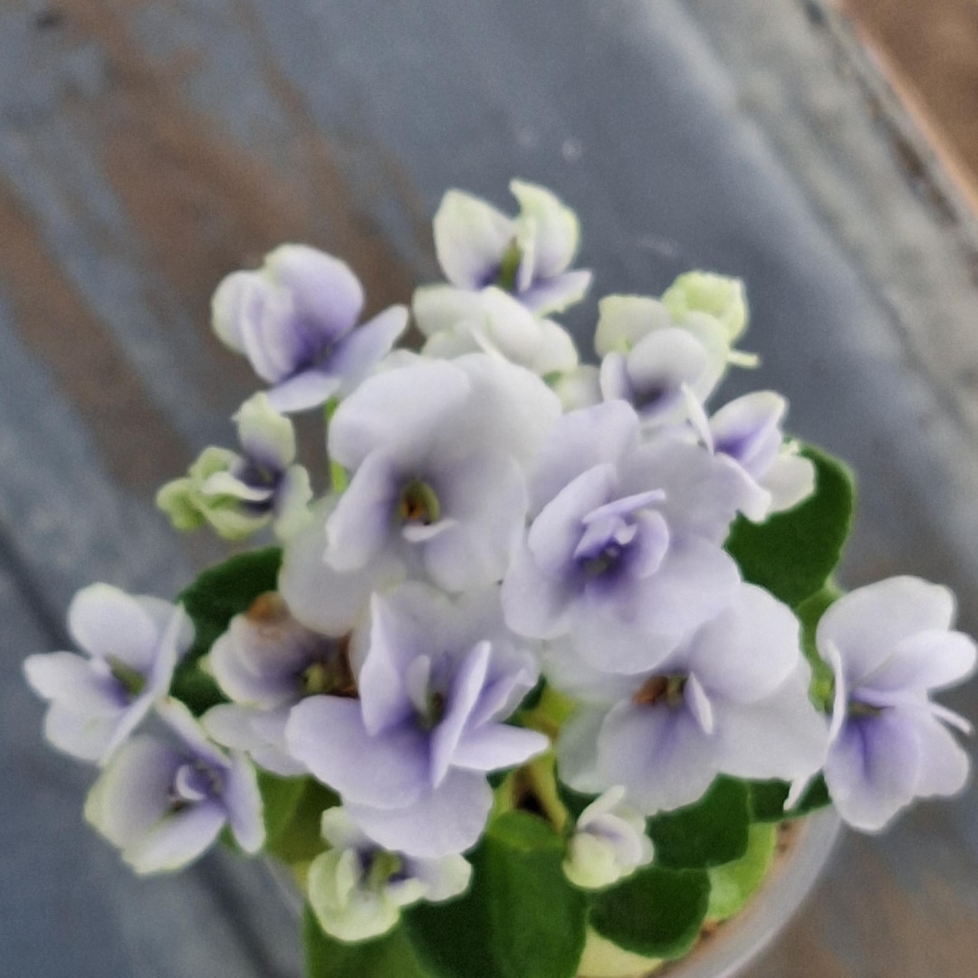 Jolly Orchid Miniature African Violet Starter Plant PLEASE READ ...