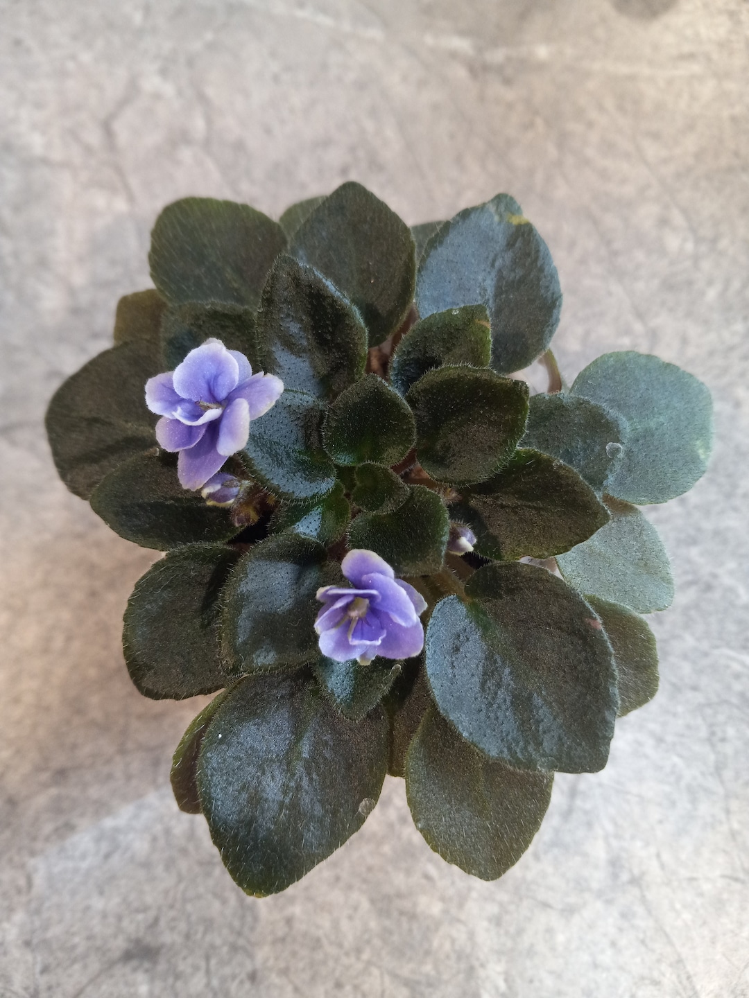 African Violet Jolly Trinket MINIATURE Starter Plant - Etsy