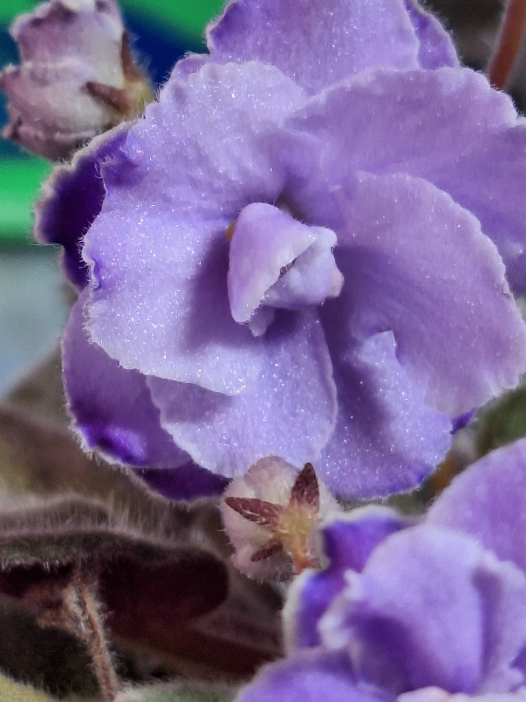 Optimara Trinidad II Starter Plant - Etsy