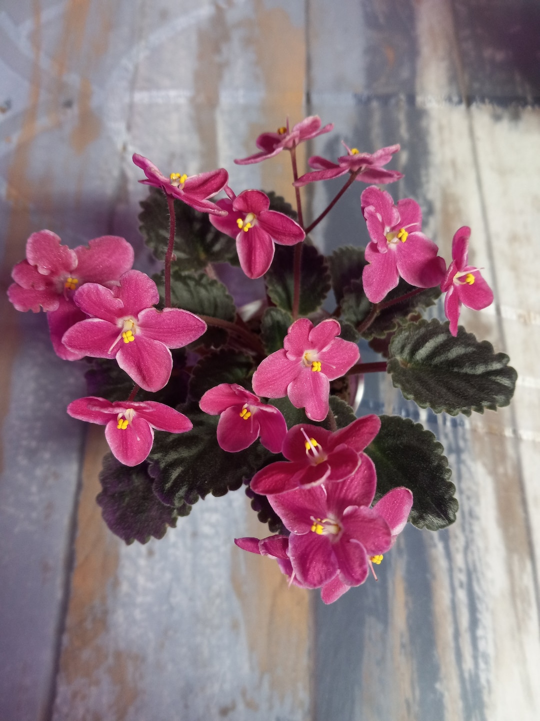 Mac's Scorching Sun Semi Mini African Violet Small Starter Plant - Etsy