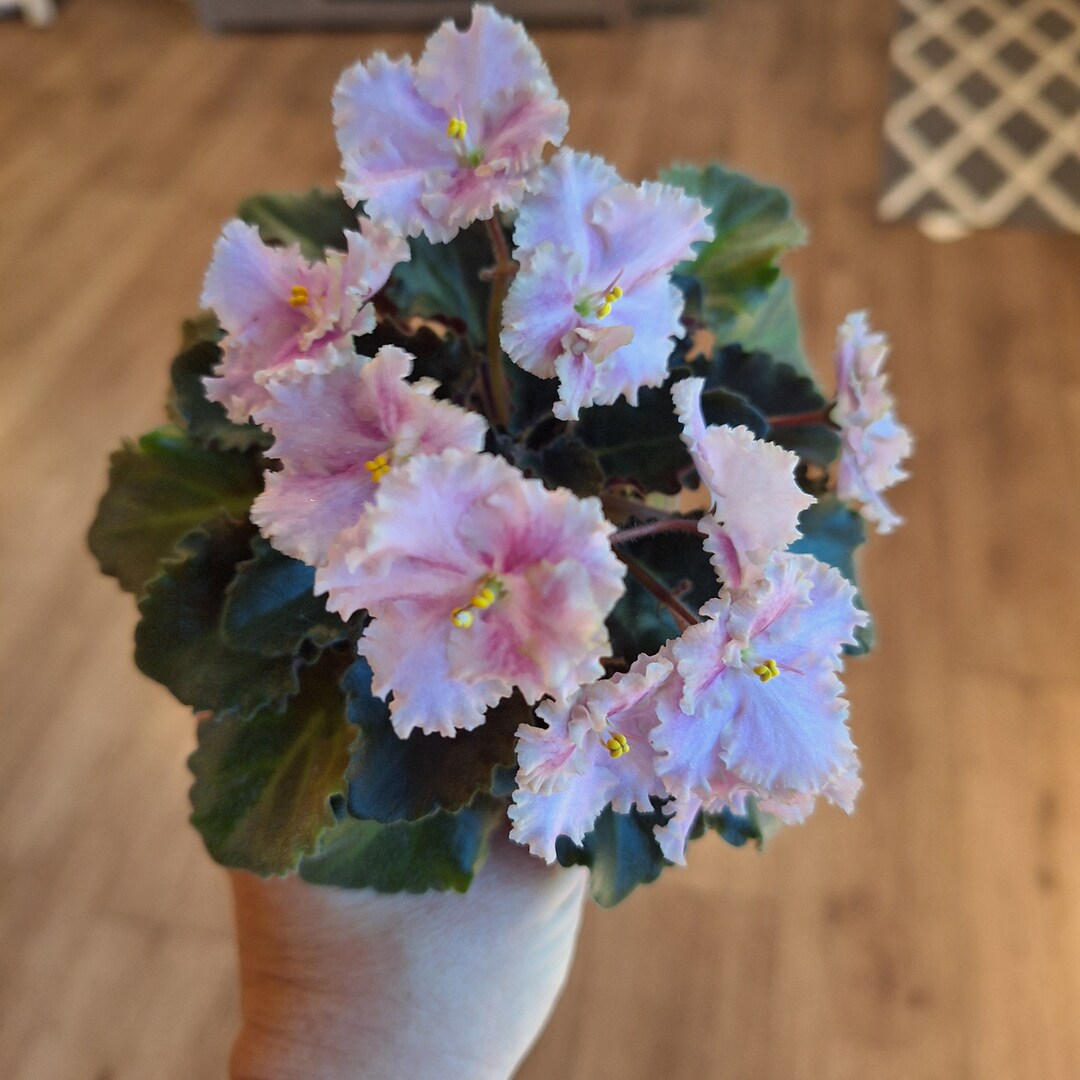 African Violet Starter Plant Rob's Antique Rose Live Plant ...