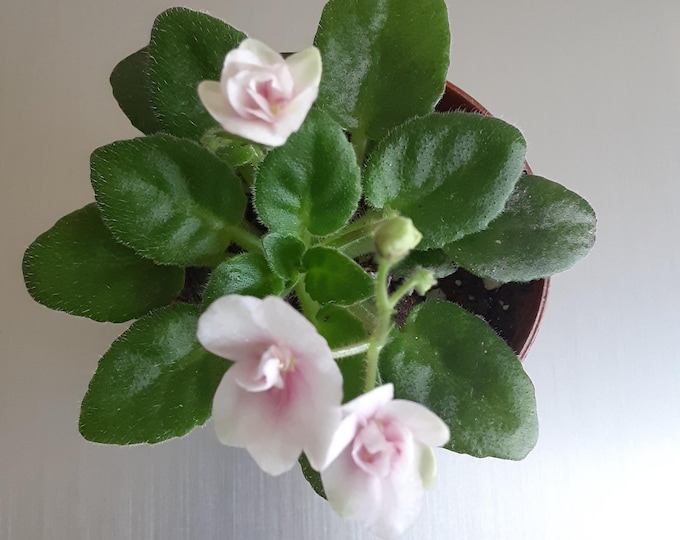 Miniature African Violet Hunter's Pink Camo - Etsy