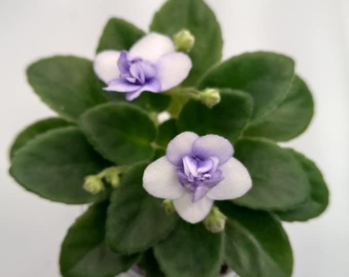 Hunter's Whitetail Fawn Miniature African Violet Starter Plant - Etsy