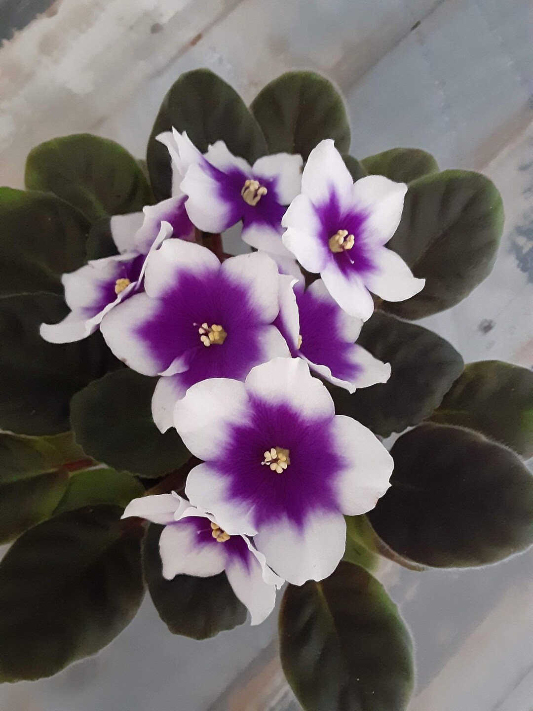 Optimara My Dream African Violet Starter Plant **standard** PLEASE READ ...