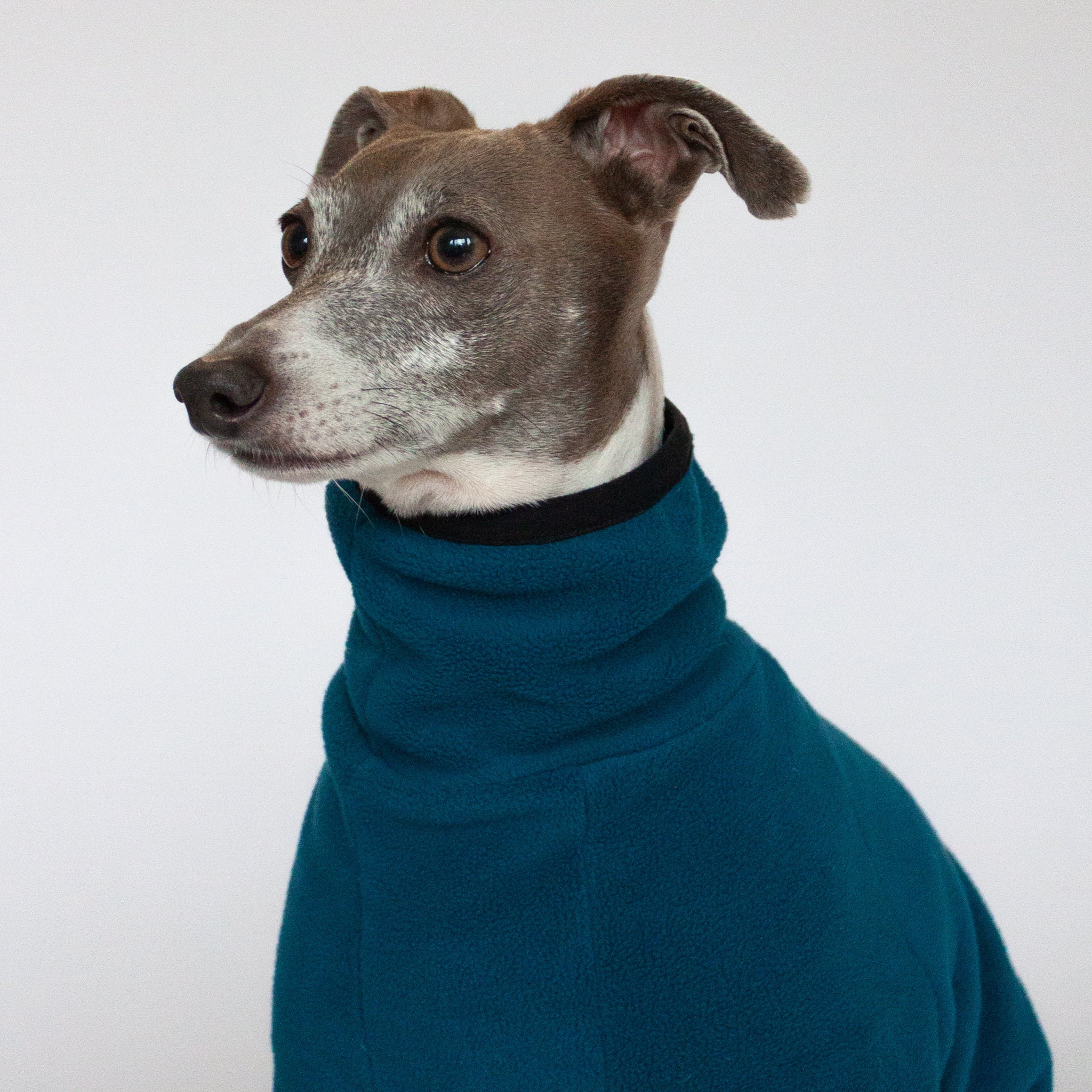 Fleece Dog Pajamas Teal Blue Greyhound Whippet Pitbull | Etsy