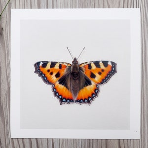 Small Tortoiseshell Butterfly Giclee Fine Art Print - Etsy