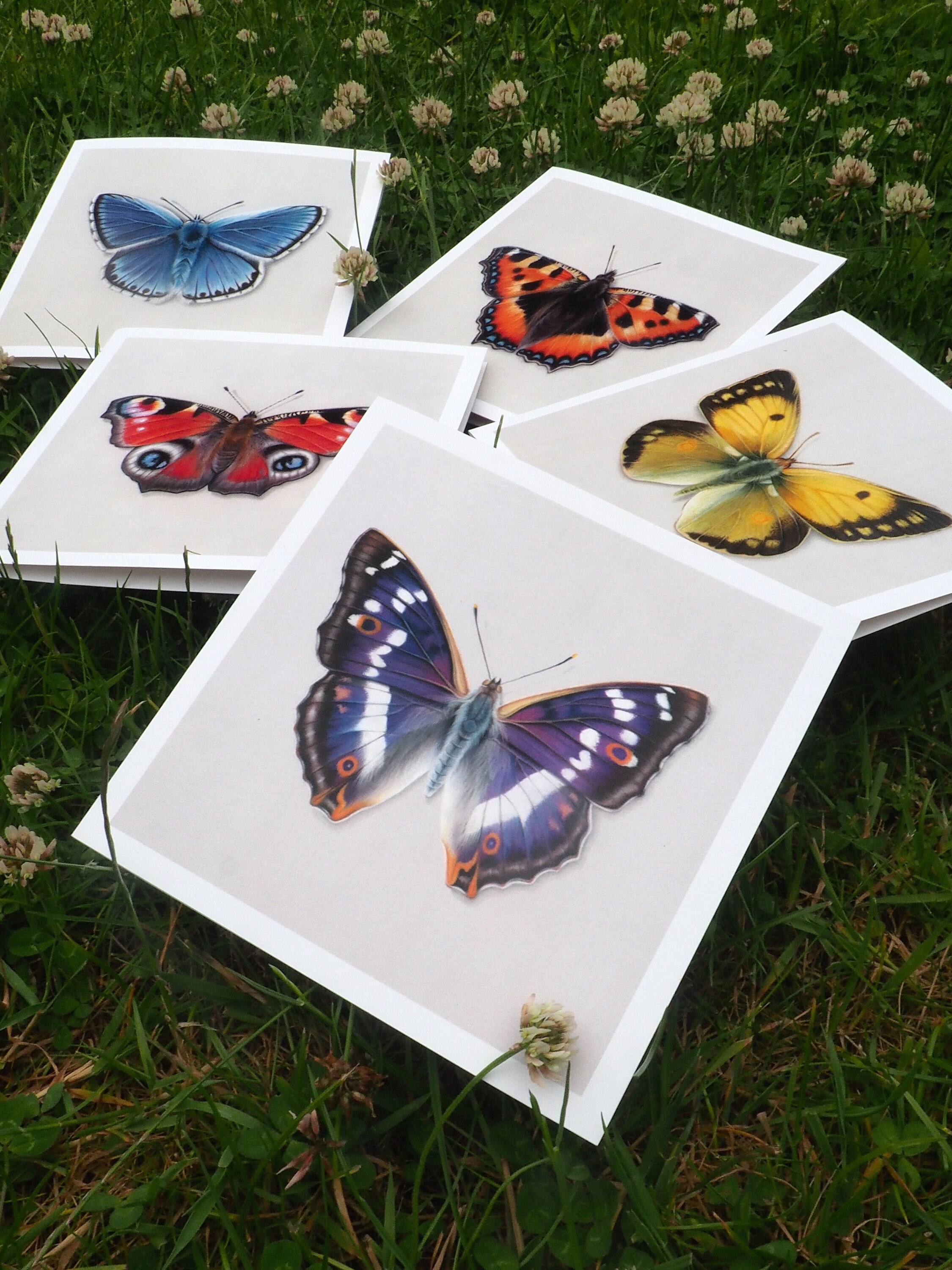 5-pack Butterfly Greeting Card Set - Etsy