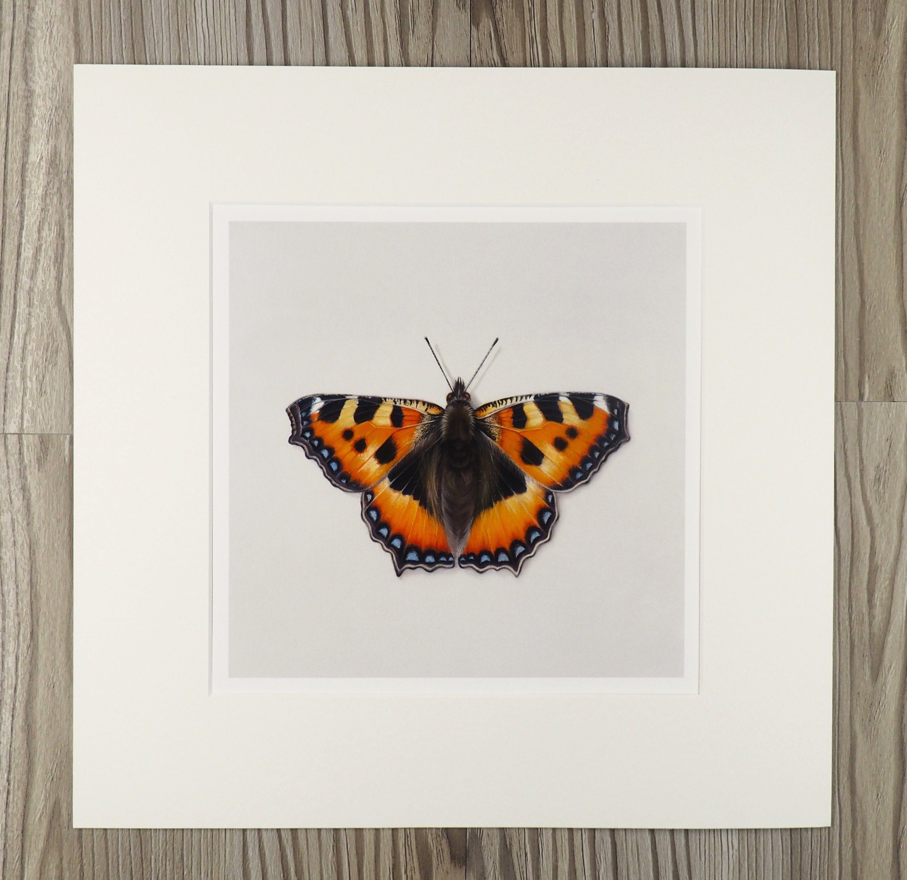 Small Tortoiseshell Butterfly Giclee Fine Art Print - Etsy