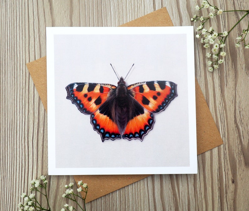 5-pack Butterfly Greeting Card Set - Etsy