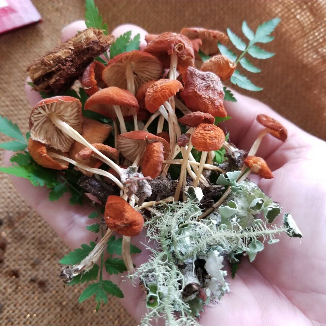 Odd Shapes, 15 Hand Picked Long Orange Wax Cap Mushrooms, Each Mushroom ...