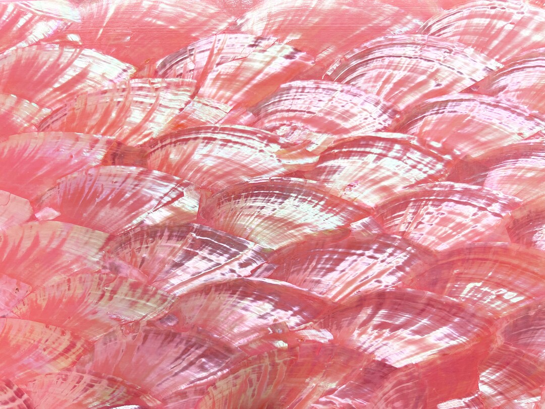 Acrylic-enhanced/enriched Natural Upcycled 1/8" (3.0mm ) Fan Shell ...