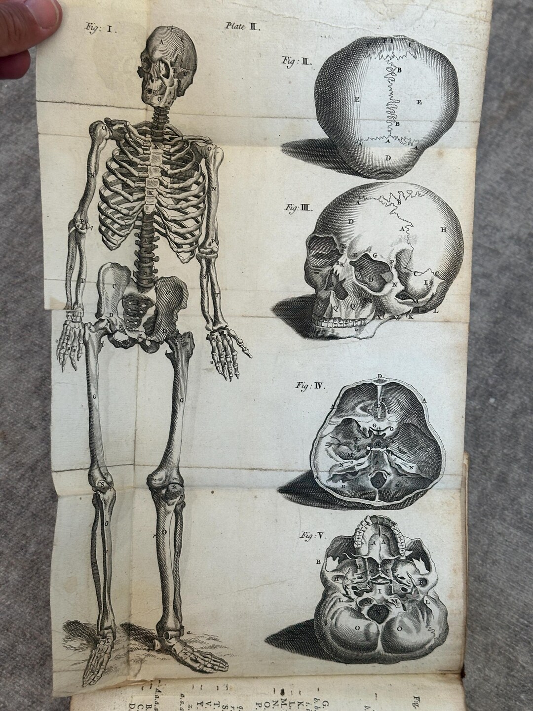 1757: Rare Anatomy Book - Etsy