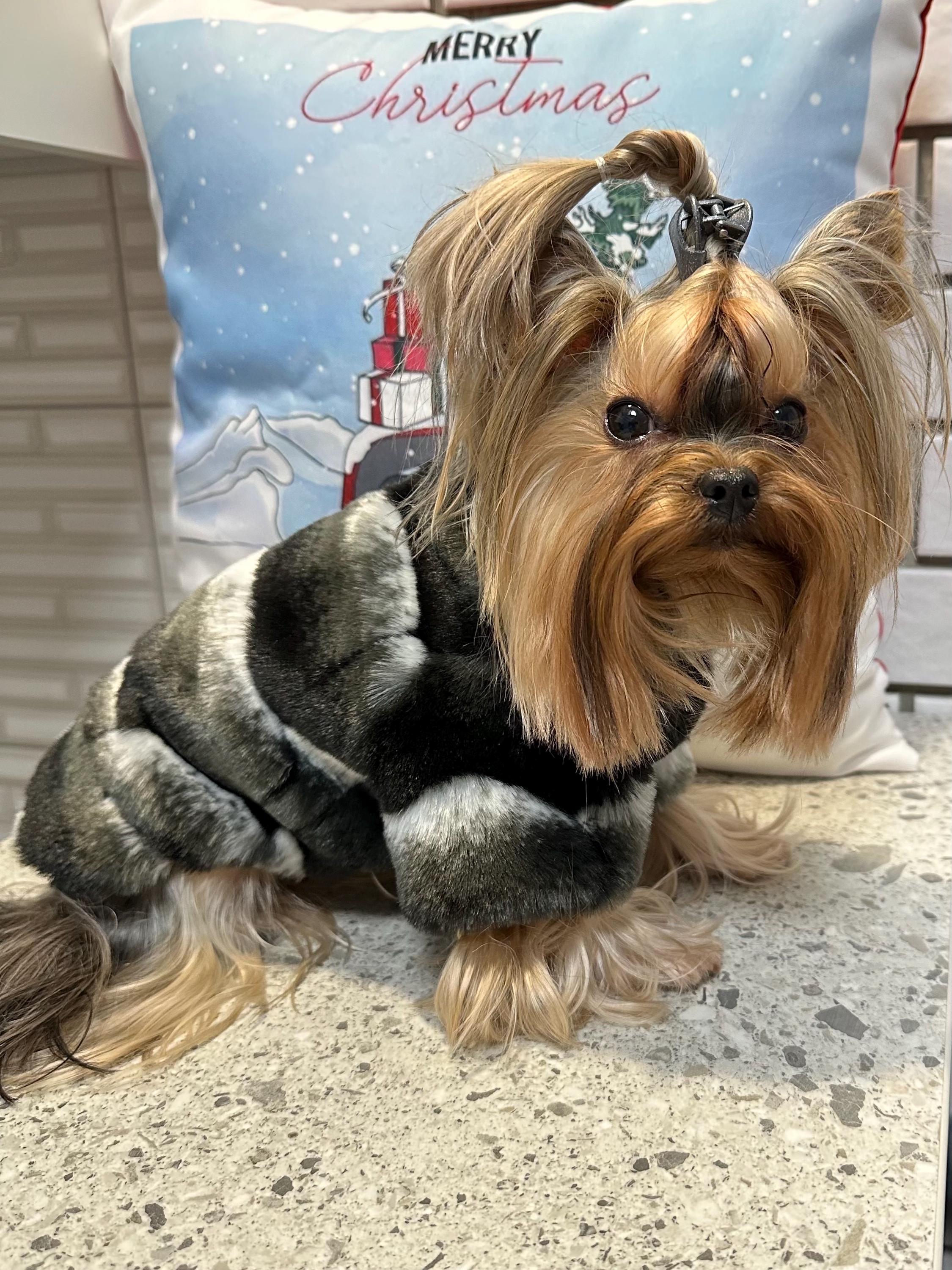 Small Dog Coat Faux Fur Chinchilla Warm Winter Jacket for Yorkie ...