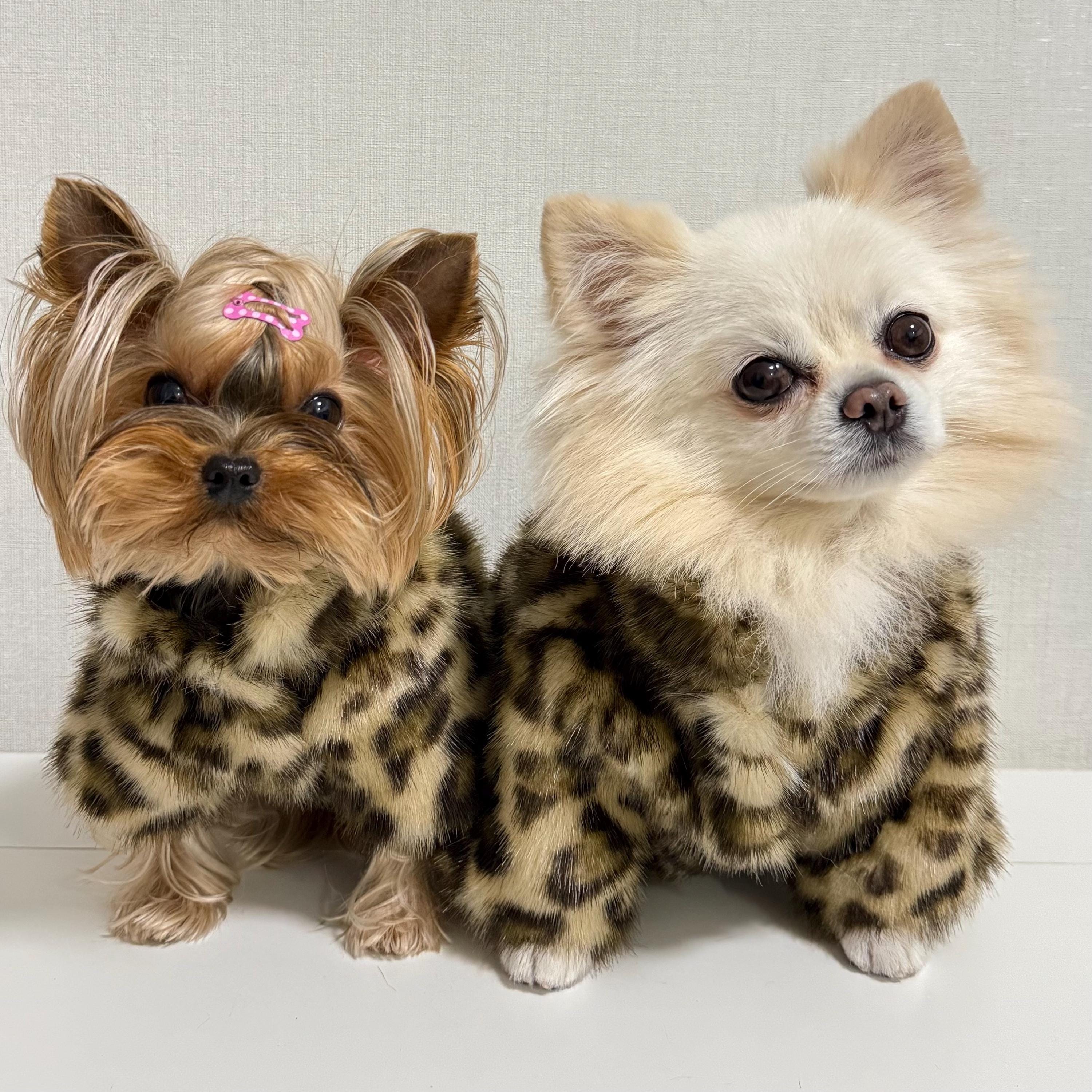 Small Dog Coat Faux Fur Chinchilla Warm Winter Jacket for Yorkie ...
