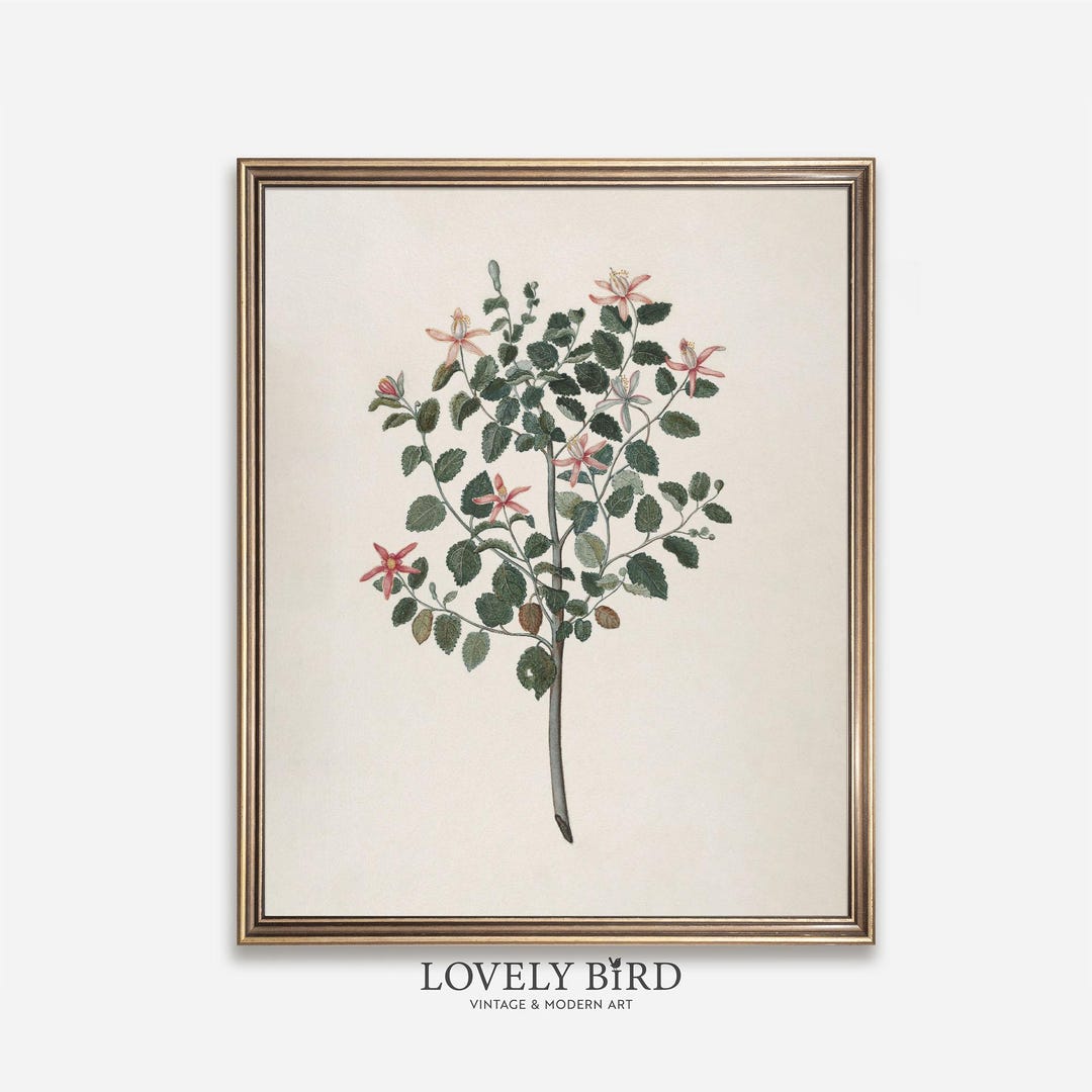 Vintage Plant Drawing DIGITAL Download, PRINTABLE Botanical Wall Art ...