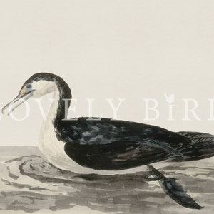 Vintage Bird Painting DIGITAL Download, Cormorant Print Over the Bed ...