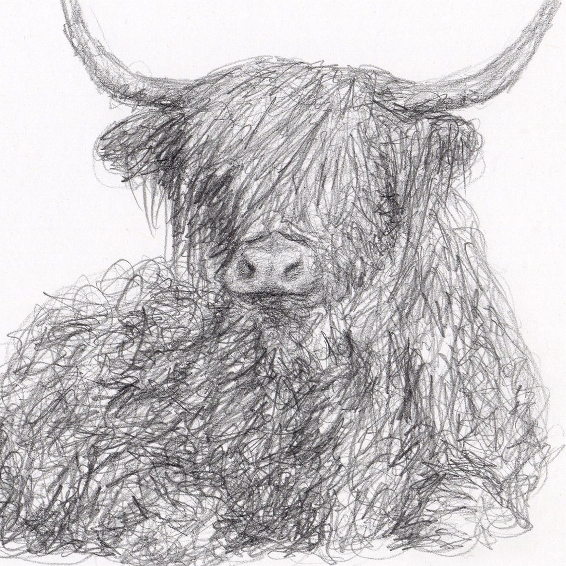 Original Highland Cow Pencil Drawing: Highland Cow Sketch Art, 8.5x11 ...