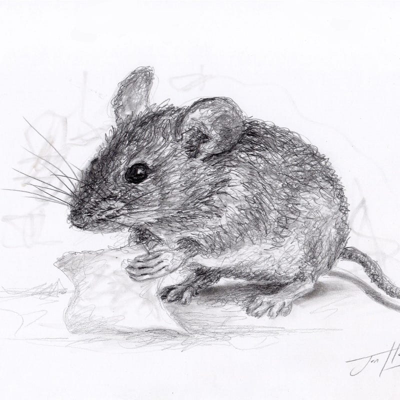 Field Mouse - Etsy