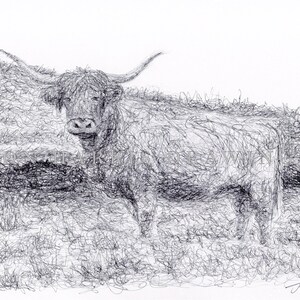 Original Highland Cow Biro Pen Drawing - Unframed Cow Sketch Art (8.5 X ...