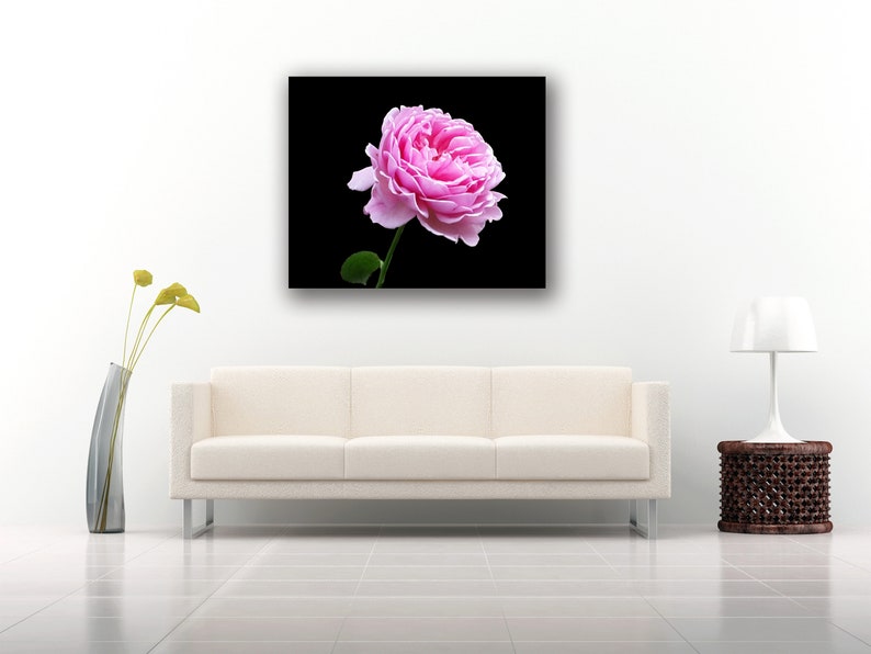 Pink Rose With Stem Digital Wall Art,digital Download , Pink Blossom ...