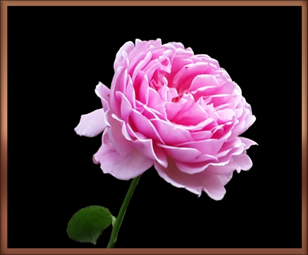 Pink Rose With Stem Digital Wall Art,digital Download , Pink Blossom ...