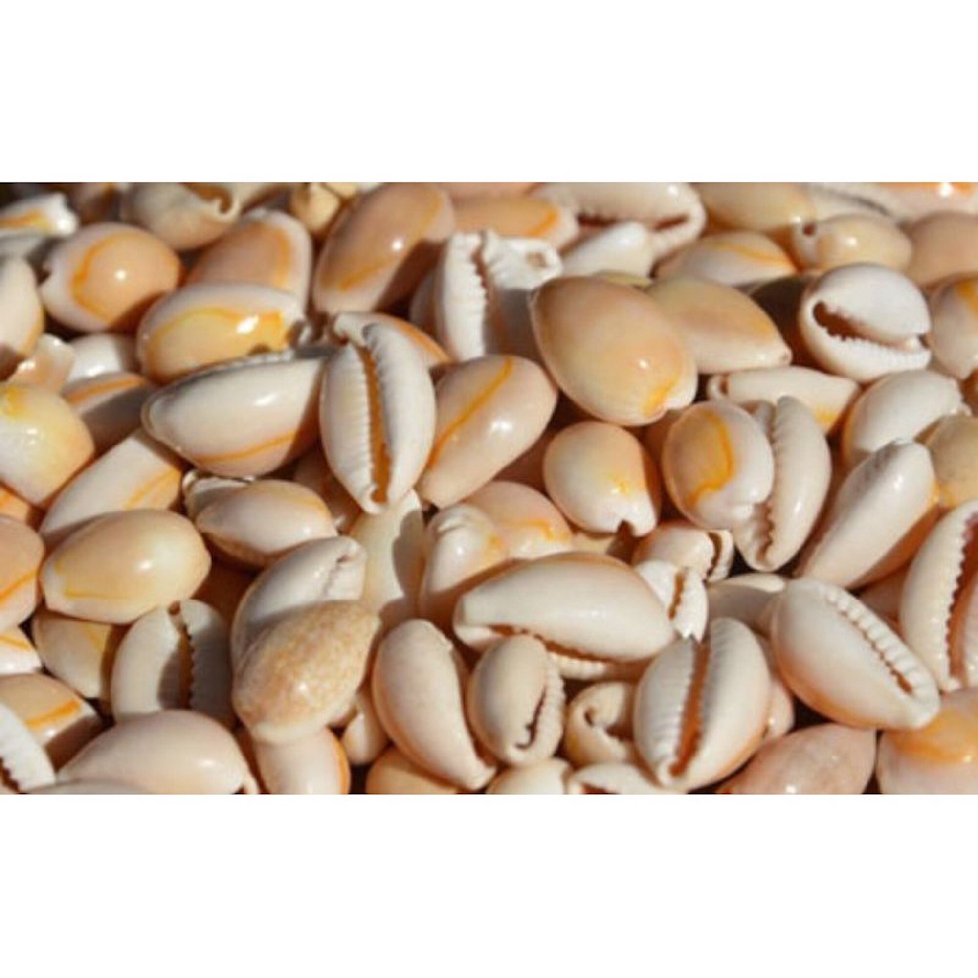 Bulk Cowrie Shells for Sungka Game Shells for Arts and | Etsy