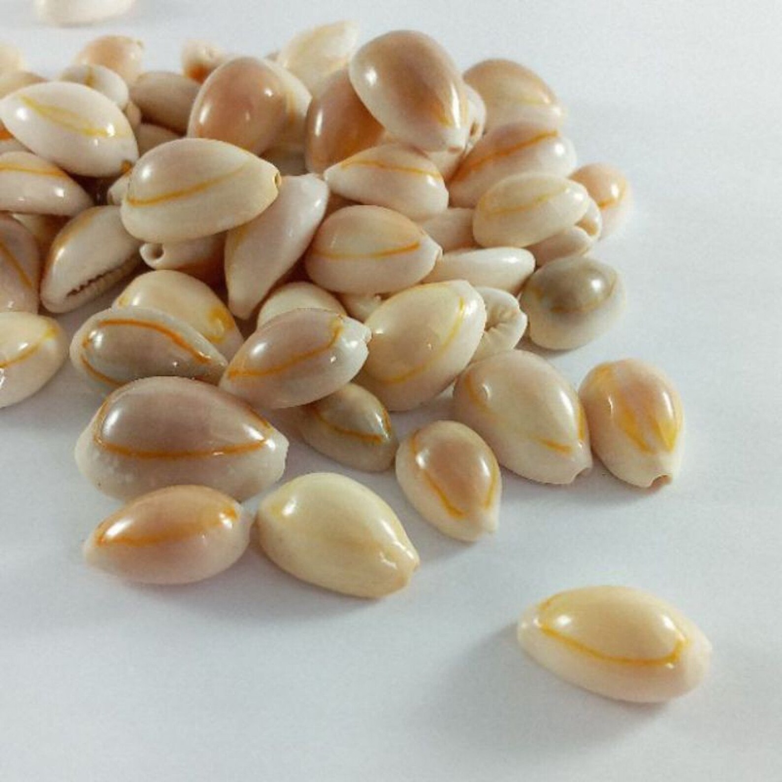 Bulk Cowrie Shells for Sungka Game Shells for Arts and | Etsy