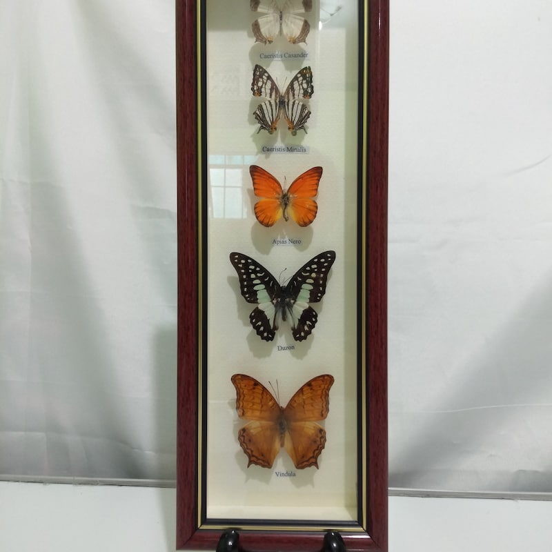 Butterfly Home Decor - Etsy