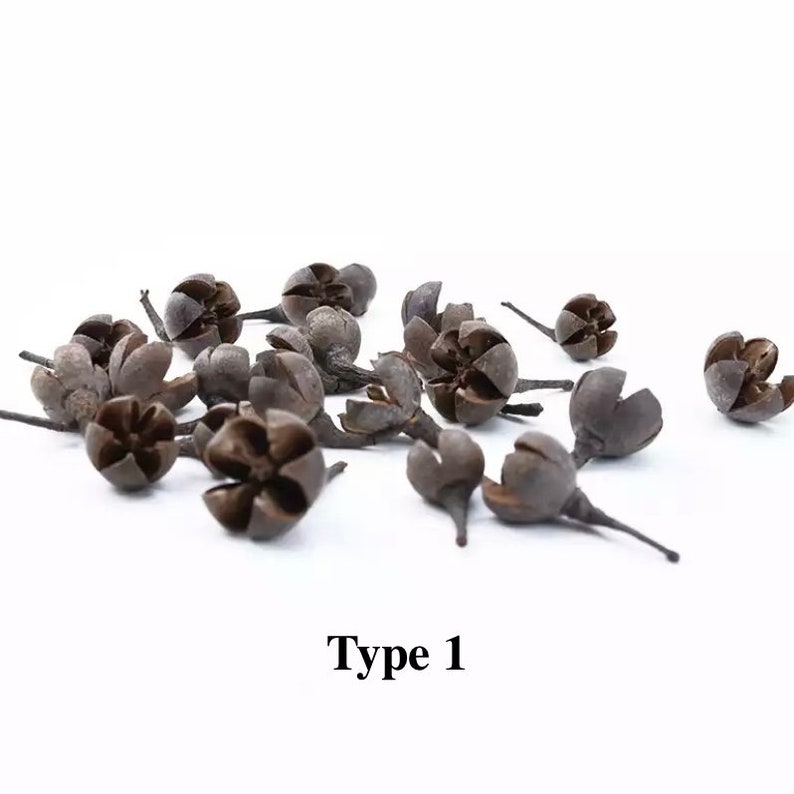 60 Pack Dried Seed Pods for DIY Decorations Craft Supply - Etsy