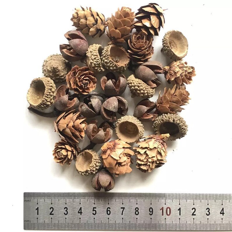 60 Pack Dried Seed Pods for DIY Decorations Craft Supply - Etsy