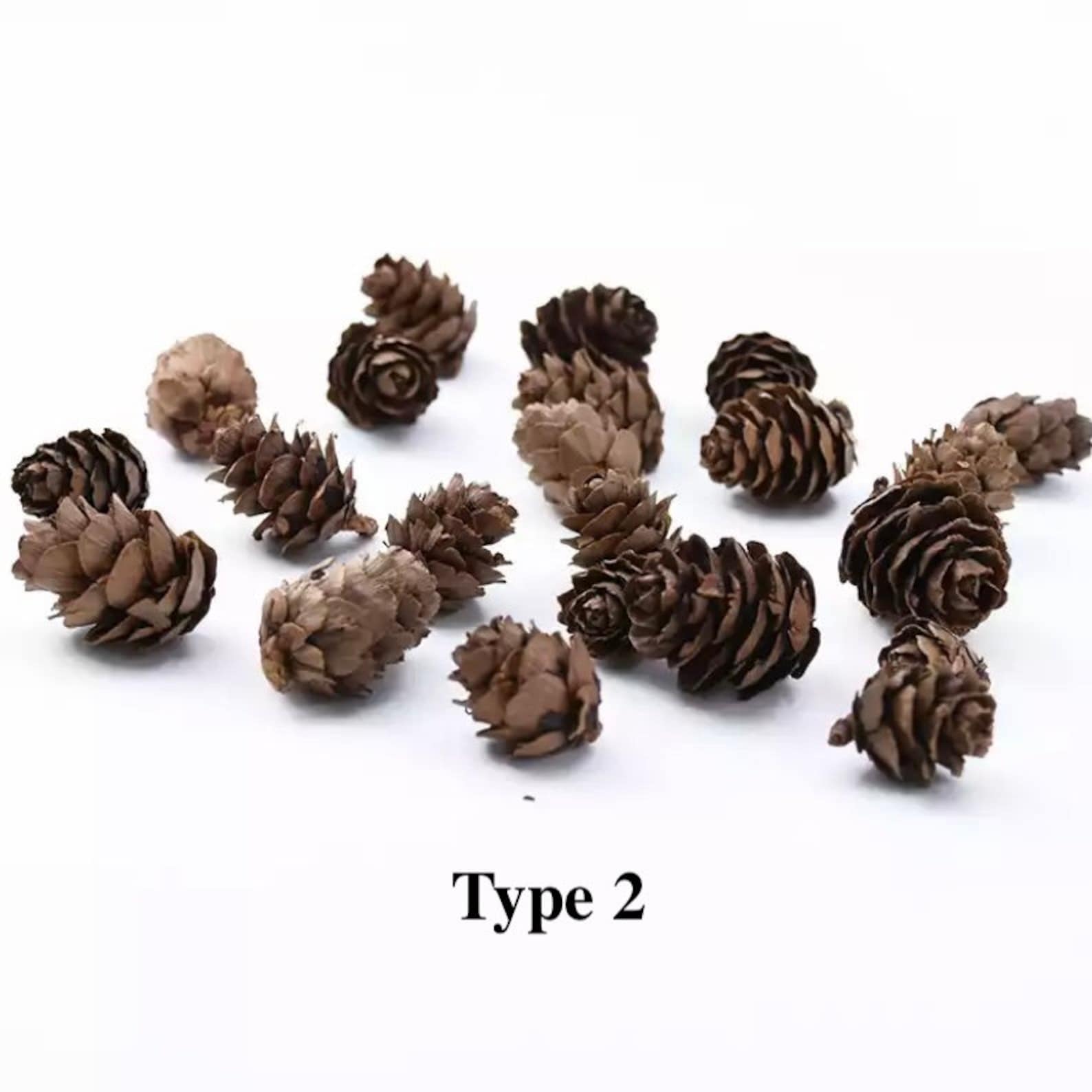 60 Pack Dried Seed Pods for DIY Decorations Craft Supply - Etsy