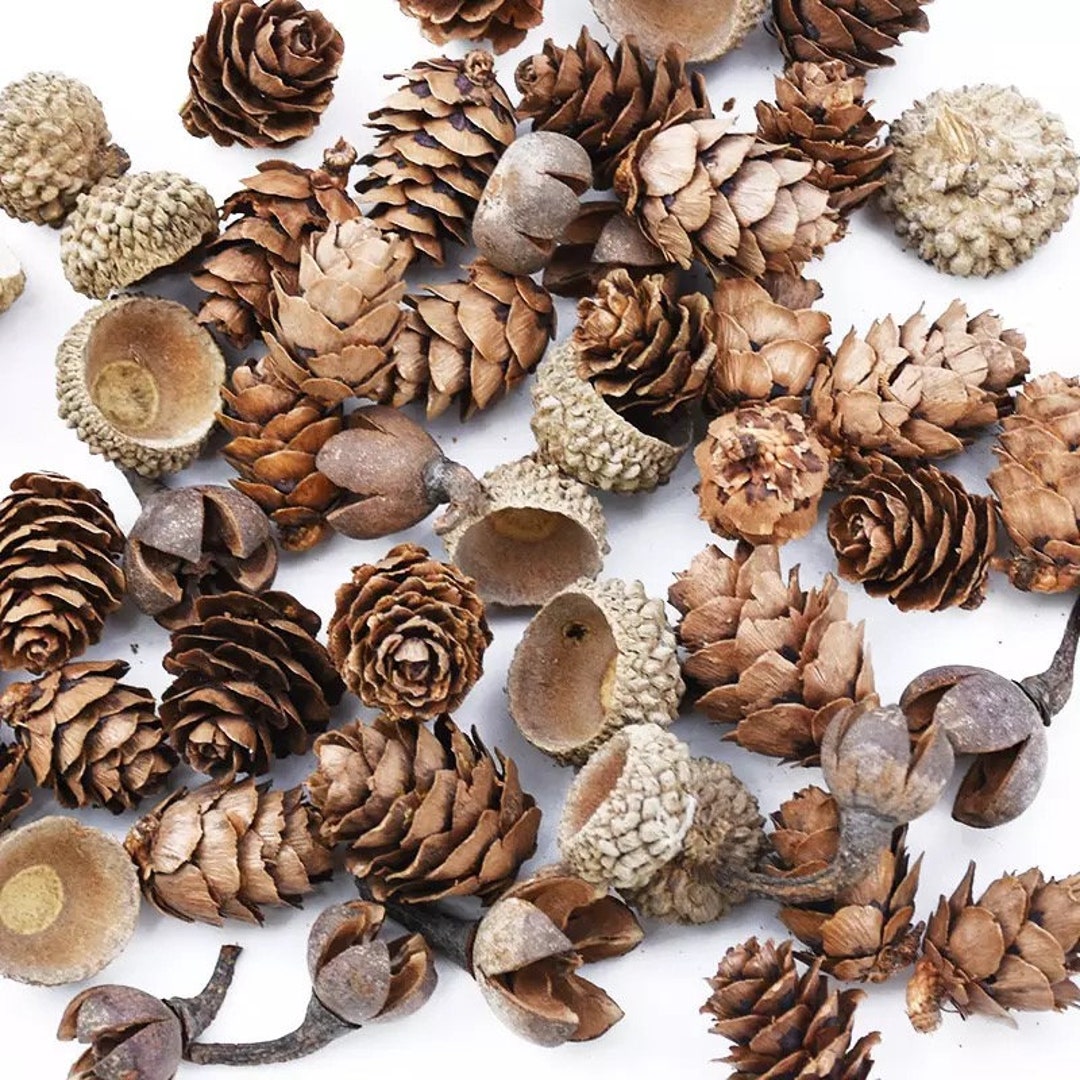 60 Pack Dried Seed Pods for DIY Decorations - Craft Supply - Christmas ...
