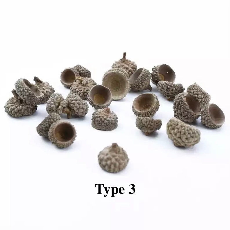 60 Pack Dried Seed Pods for DIY Decorations Craft Supply - Etsy