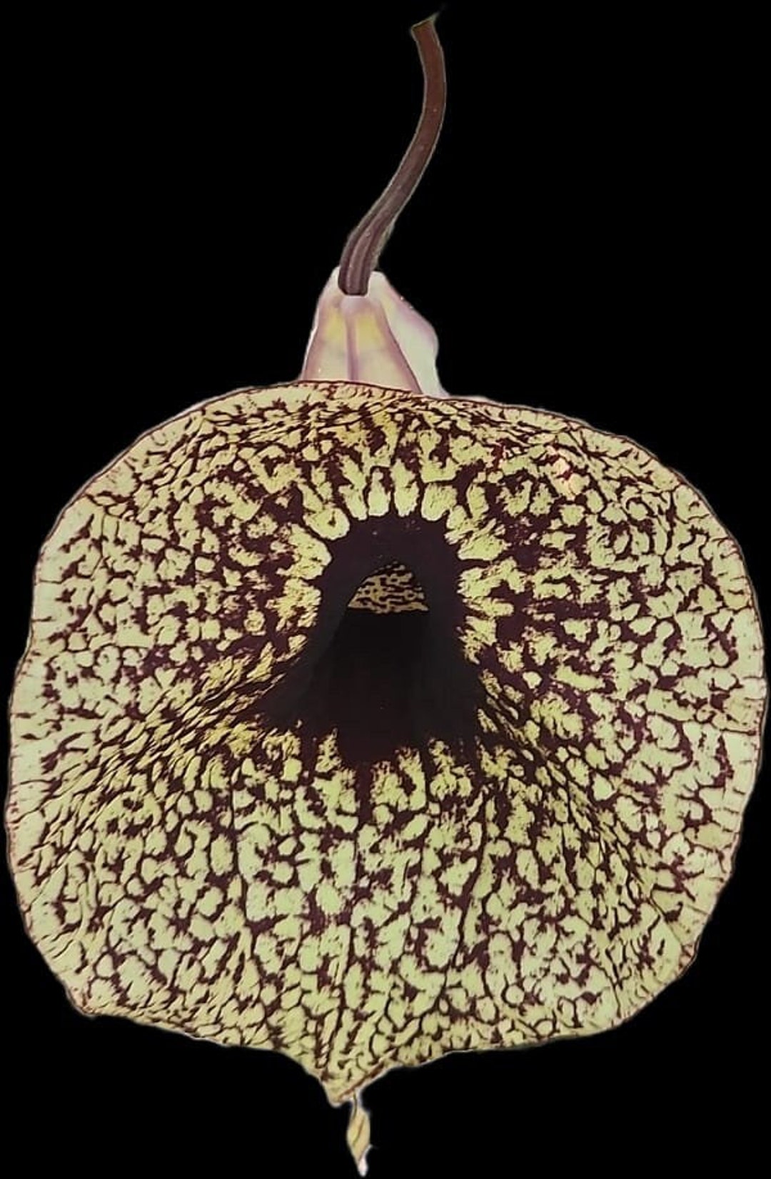 Wildcrafted Jamaican Duck Flower - Etsy Canada