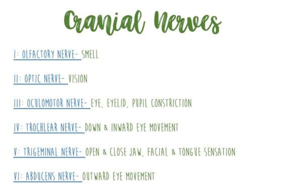 12 Cranial Nerves Nursing Reference Sheet // Nursing School Notes - Etsy