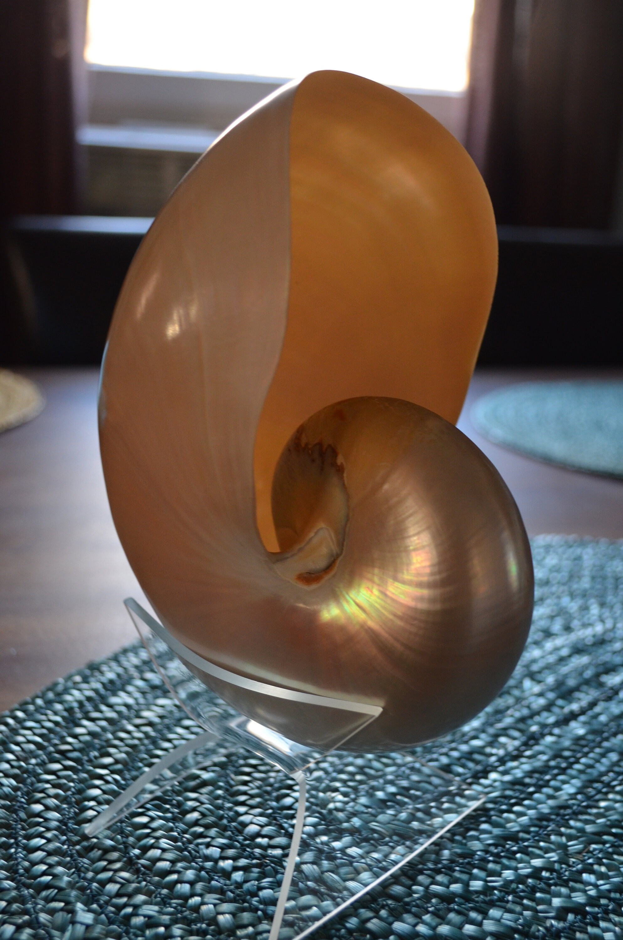 NAUTILUS SEA SHELL Pearl Color Nautiloidea 7 Inches Height | Etsy