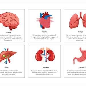 Printable Human Organ Flashcards for Kids | Science Preschool Printable ...
