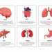 Printable Human Organ Flashcards for Kids | Science Preschool Printable ...