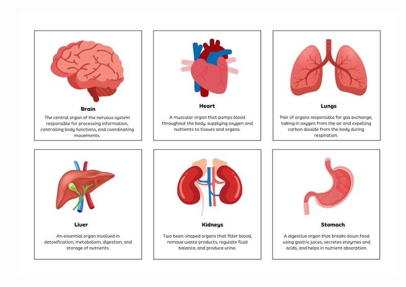 Printable Human Organ Flashcards for Kids | Science Preschool Printable ...