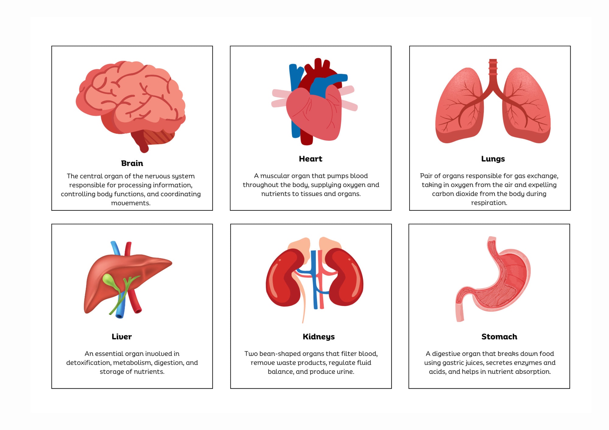 Printable Human Organ Flashcards for Kids | Science Preschool Printable ...
