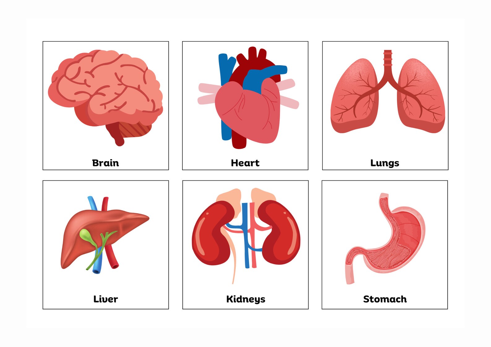 Printable Human Organ Flashcards for Kids | Science Preschool Printable ...
