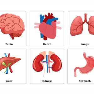 Printable Human Organ Flashcards for Kids | Science Preschool Printable ...