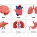Printable Human Organ Flashcards for Kids | Science Preschool Printable ...
